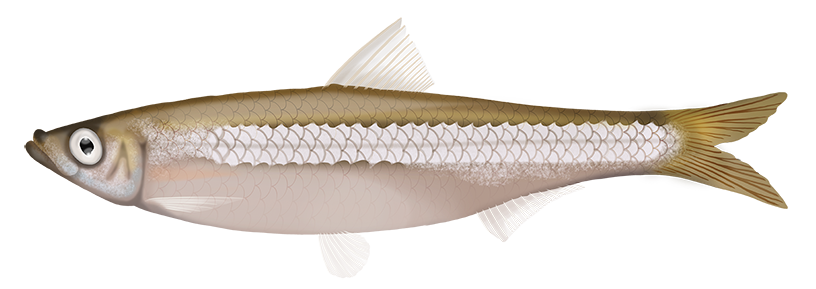 Sandy Sprat - Hyperlophus Vitttatus | Marinewise