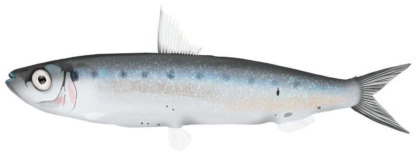 Spotted Sardine - Amblygaster Sirm | Marinewise