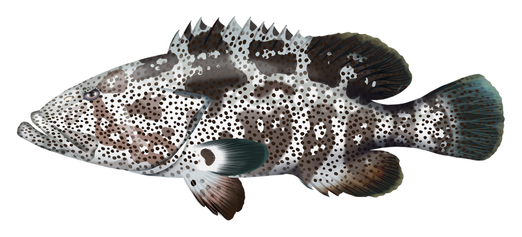Blackspotted Rockcod - Epinephelus Malabaricus | Marinewise