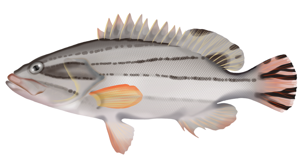 Striped Grouper - Epinephelus Latifasciatus | Marinewise