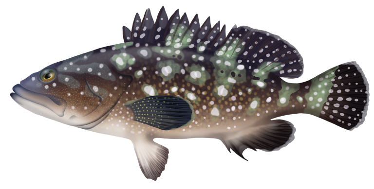 Whitespotted Rockcod - Epinephelus Caeruleopunctatus | Marinewise