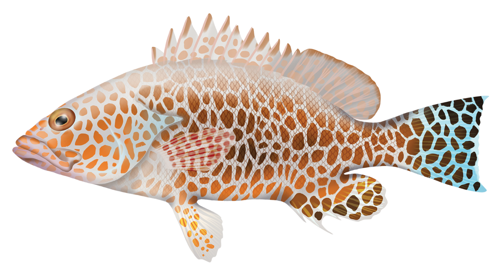Yellowspotted Rockcod - Epinephelus Areolatus | Marinewise