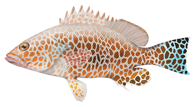 Yellowspotted Rockcod - Epinephelus Areolatus | Marinewise