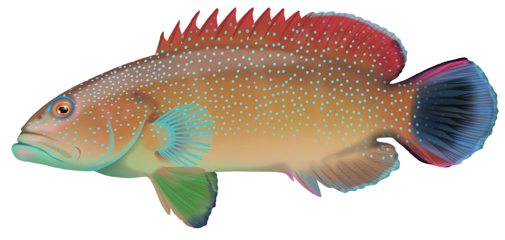 Bluespotted Rockcod - Cephalopholis Cyanostigma | Marinewise