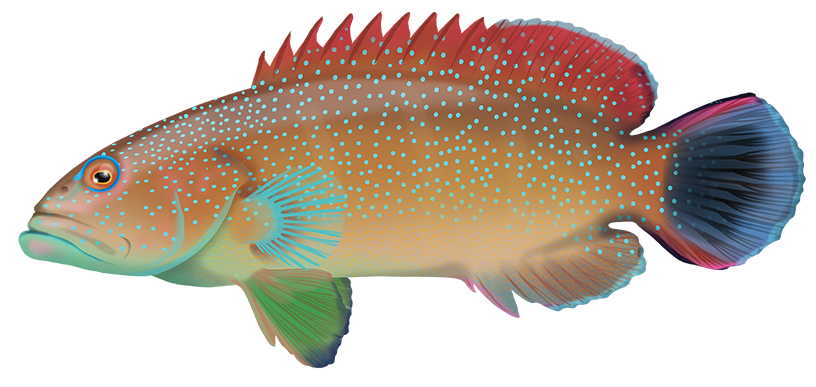 Bluespotted Rockcod - Cephalopholis Cyanostigma | Marinewise