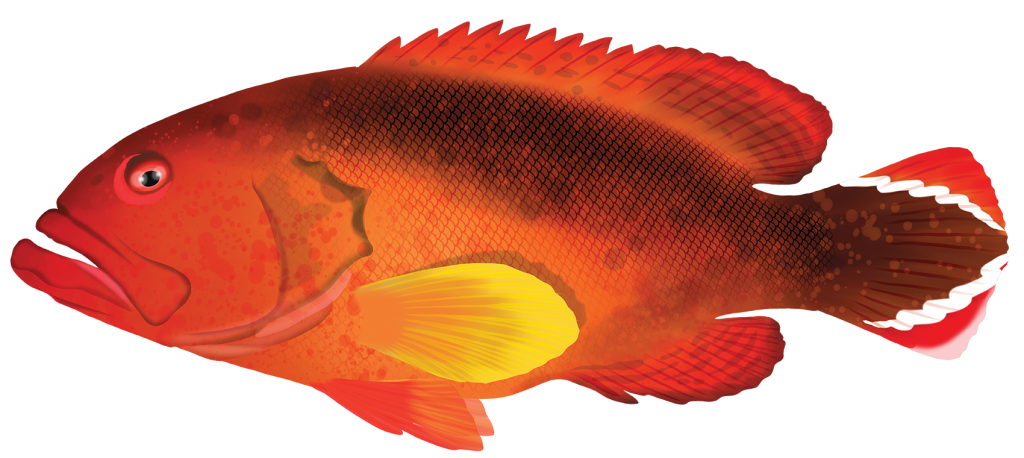 Flagtail Rockcod - Cephalopholis Urodeta | Marinewise