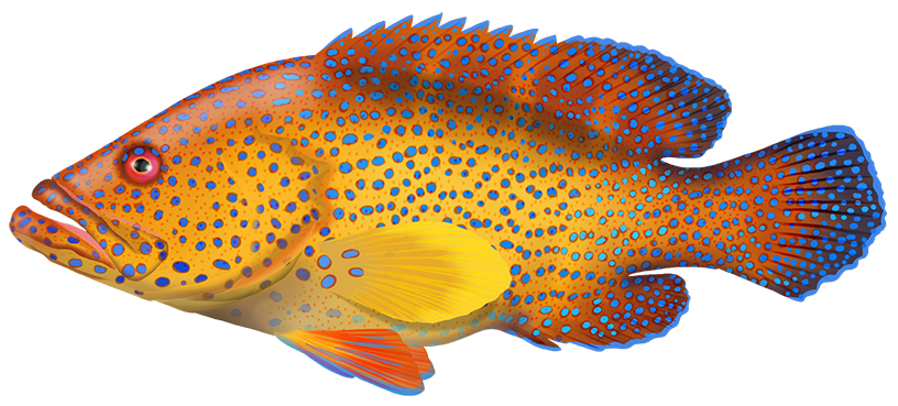 Coral Rockcod - Cephalopholis Miniata | Marinewise