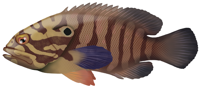 Brownbarred Rockcod - Cephalopholis Boenack | Marinewise