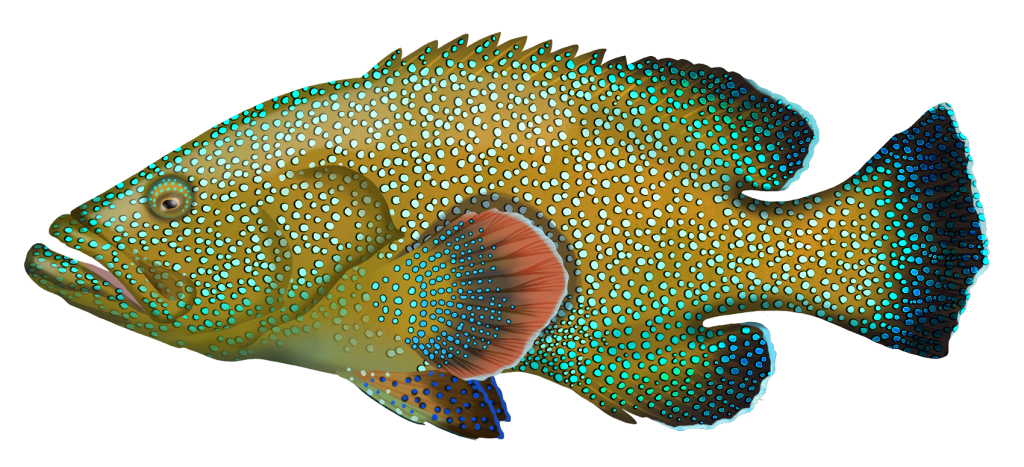 Peacock Rockcod - Cephalopholis Argus | Marinewise