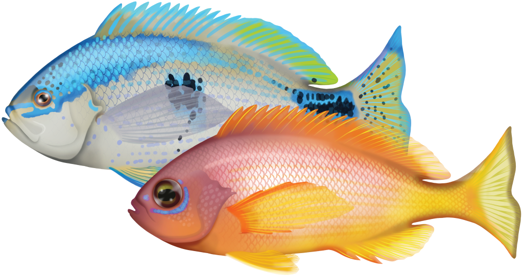 Barber Perch - Caesioperca Rasor | Marinewise