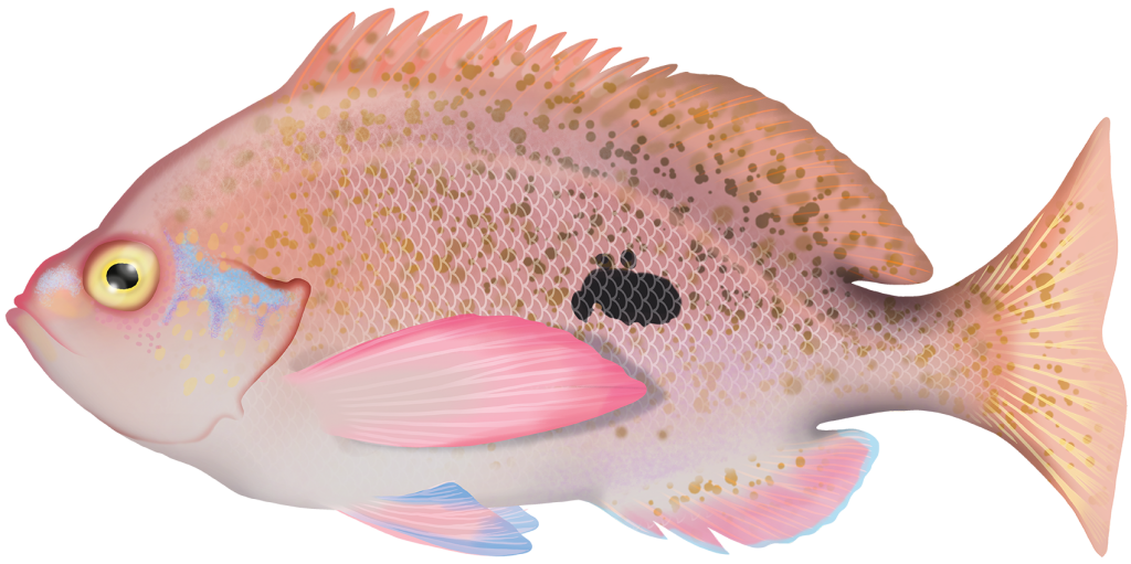 Butterfly Perch - Caesioperca Lepidoptera | Marinewise