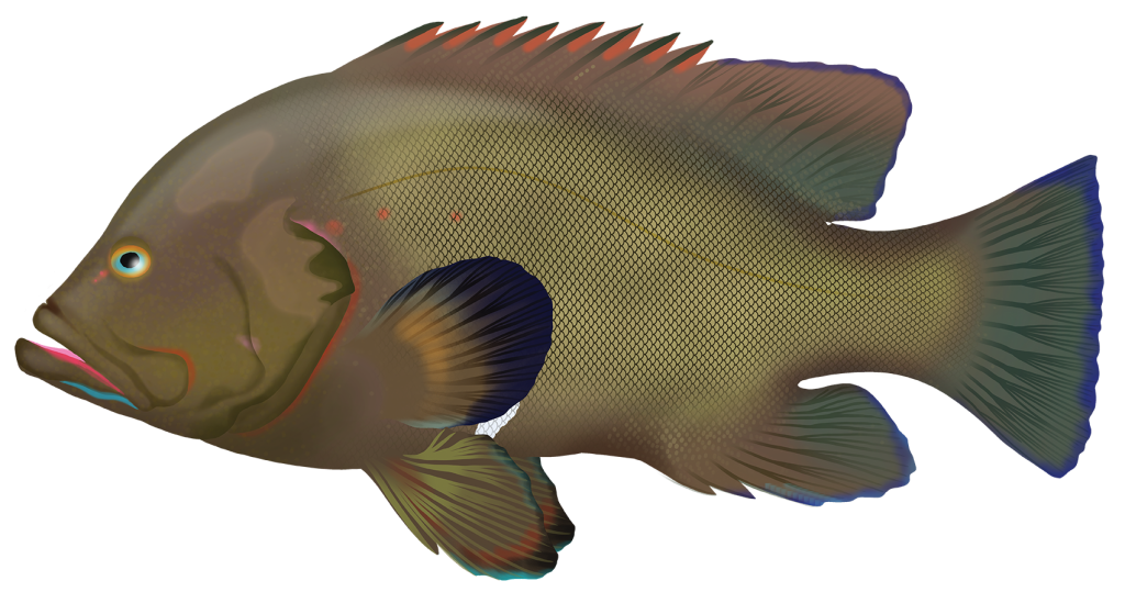 Redmouth Rockcod - Aethaloperca Rogaa | Marinewise