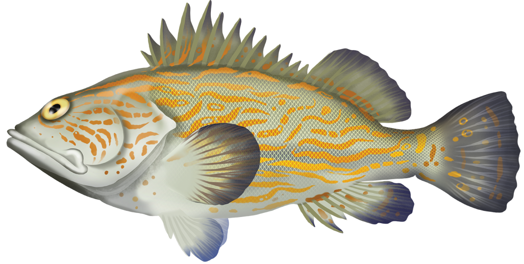 Orange-Lined Wirrah - Acanthistius Paxtoni | Marinewise