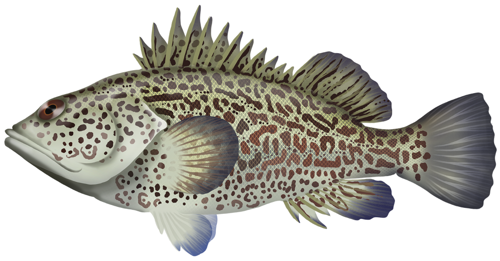 Leopard Wirrah - Acanthistius Pardalotus | Marinewise