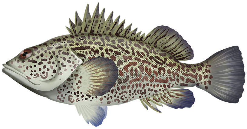 Leopard Wirrah - Acanthistius Pardalotus | Marinewise