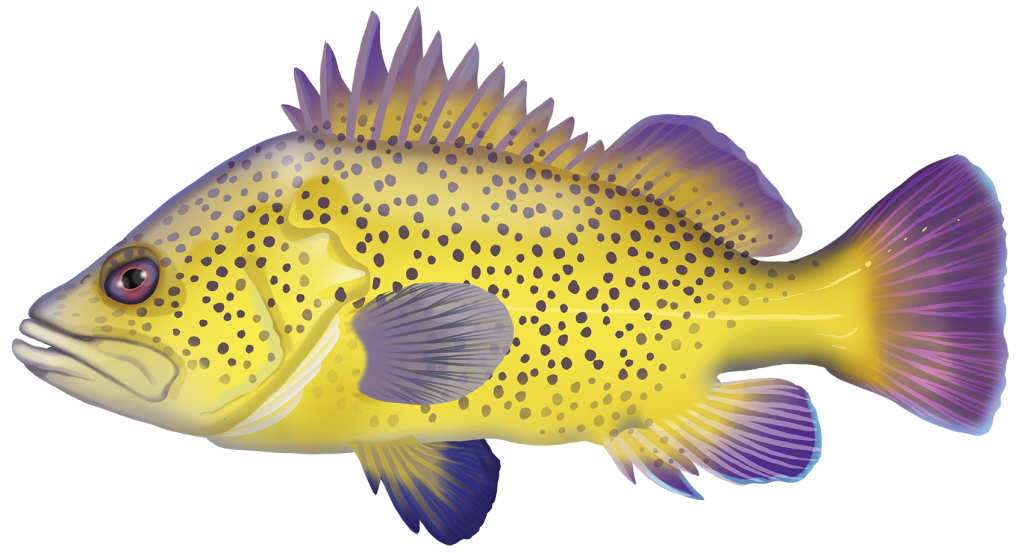 Eastern Wirrah - Acanthistius Ocellatus | Marinewise