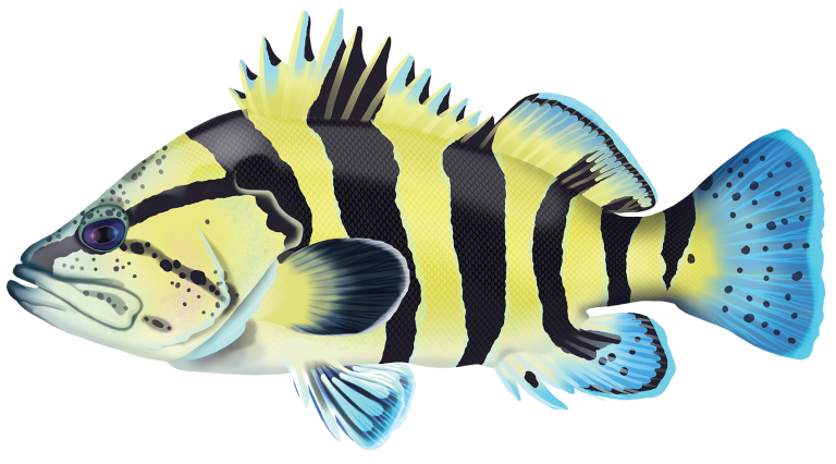 Yellow-banded Wirrah - Acanthistius Cinctus | Marinewise