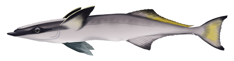 Remora - Remora Remora | Marinewise