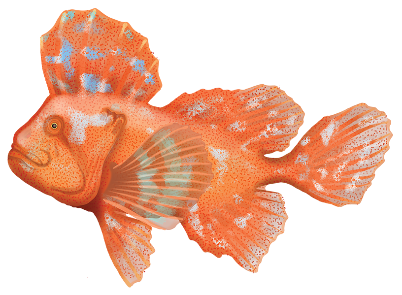 Red Velvetfish - Gnathanacanthus Goetzeei | Marinewise
