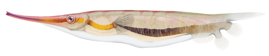 Jointed Razorfish - Aeoliscus Strigatus | Marinewise