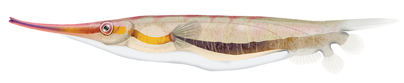 Jointed Razorfish - Aeoliscus Strigatus | Marinewise