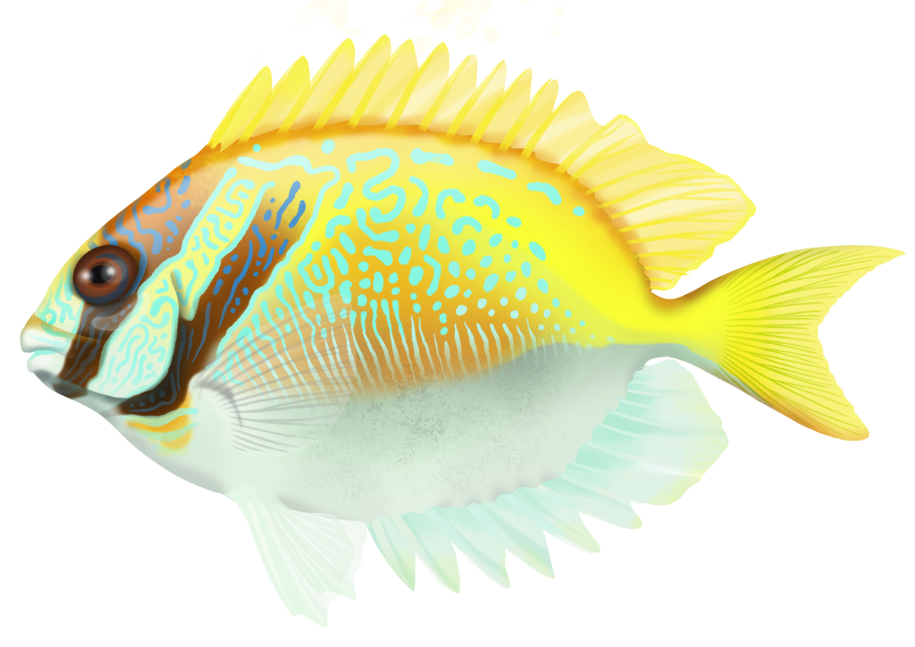 Doublebar Rabbitfish - Siganus Virgatus | Marinewise