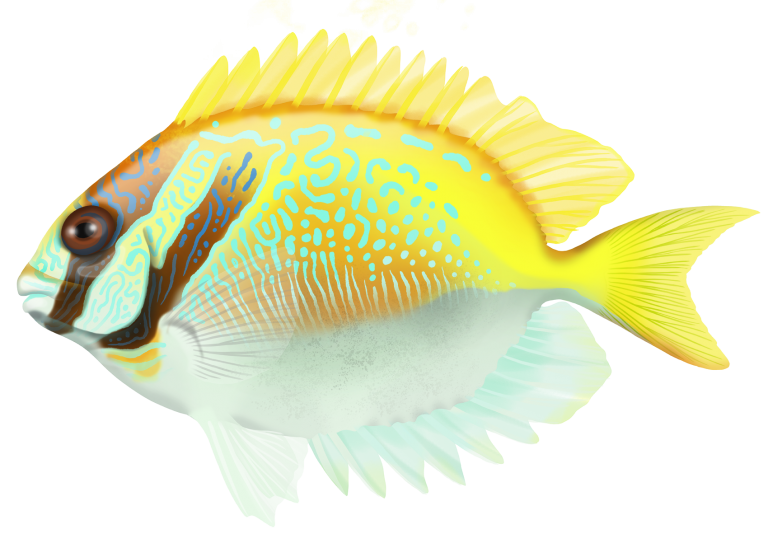 Doublebar Rabbitfish - Siganus Virgatus | Marinewise