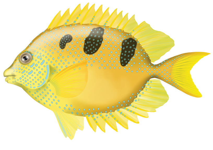 Threespot Rabbitfish - Siganus Trispilos | Marinewise