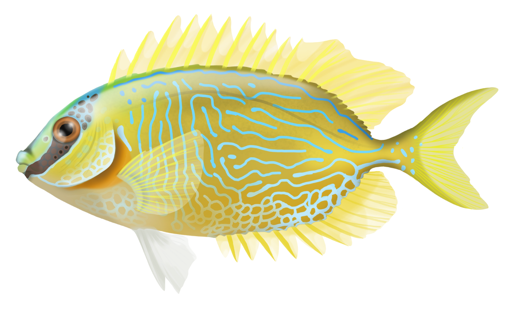 Masked Rabbitfish - Siganus Puellus | Marinewise