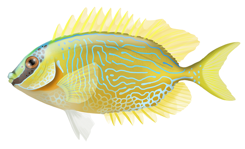 Masked Rabbitfish - Siganus Puellus | Marinewise