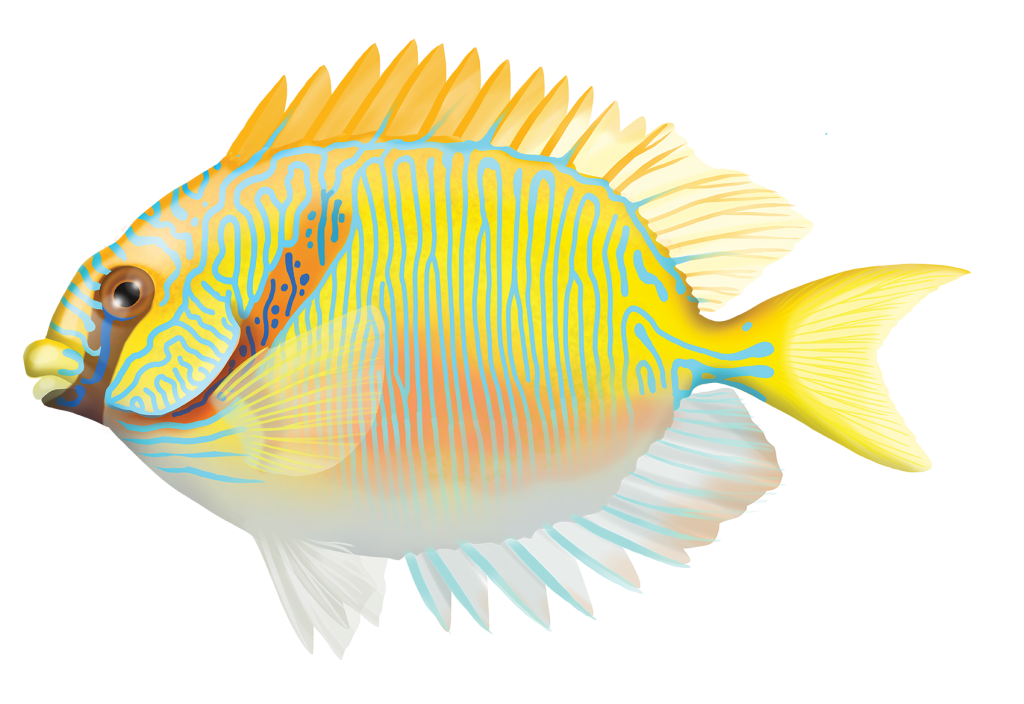 Bluelined Rabbitfish - Siganus Doliatus | Marinewise