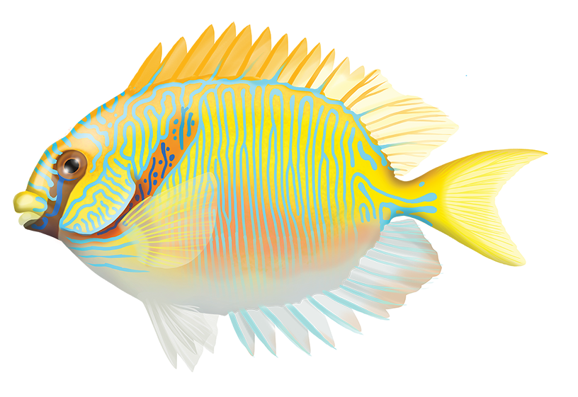 Bluelined Rabbitfish - Siganus Doliatus | Marinewise