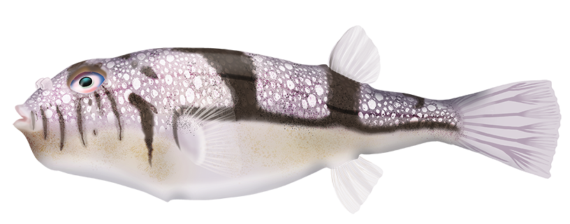 Weeping Toadfish - Torquigener Pleurogramma | Marinewise