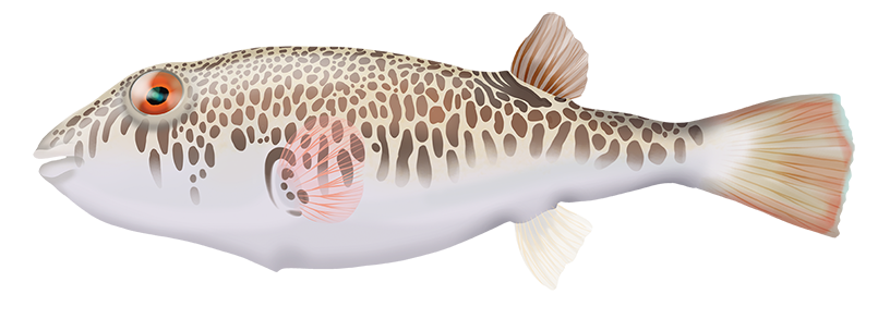 Common Toadfish - Tetractenos Hamiltoni | Marinewise