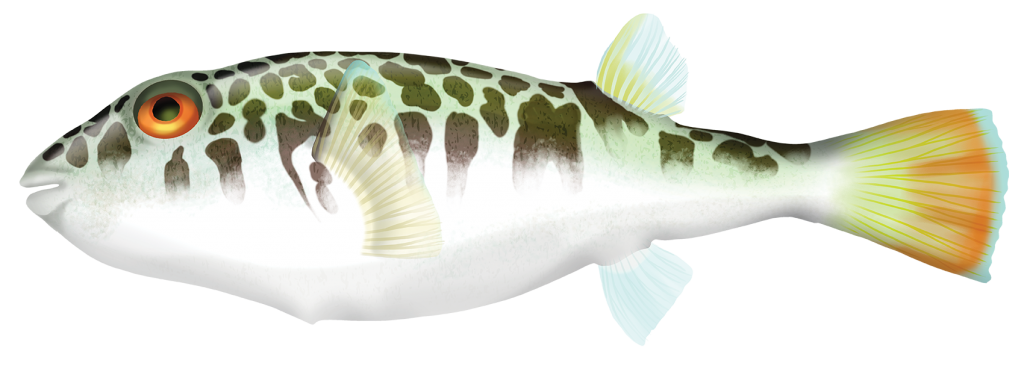 Smooth Toadfish - Tetractenos Glaber | Marinewise