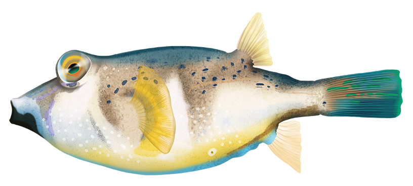 Bluespotted Toadfish - Omegophora Cyanopunctata | Marinewise