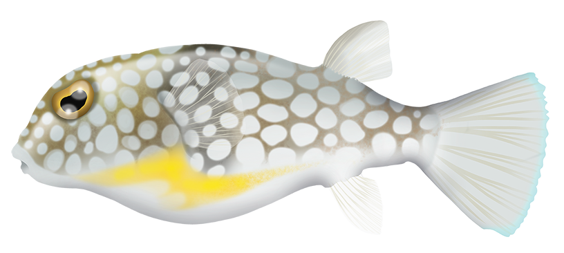 Milkspot Toadfish - Chelonodon Patoca | Marinewise