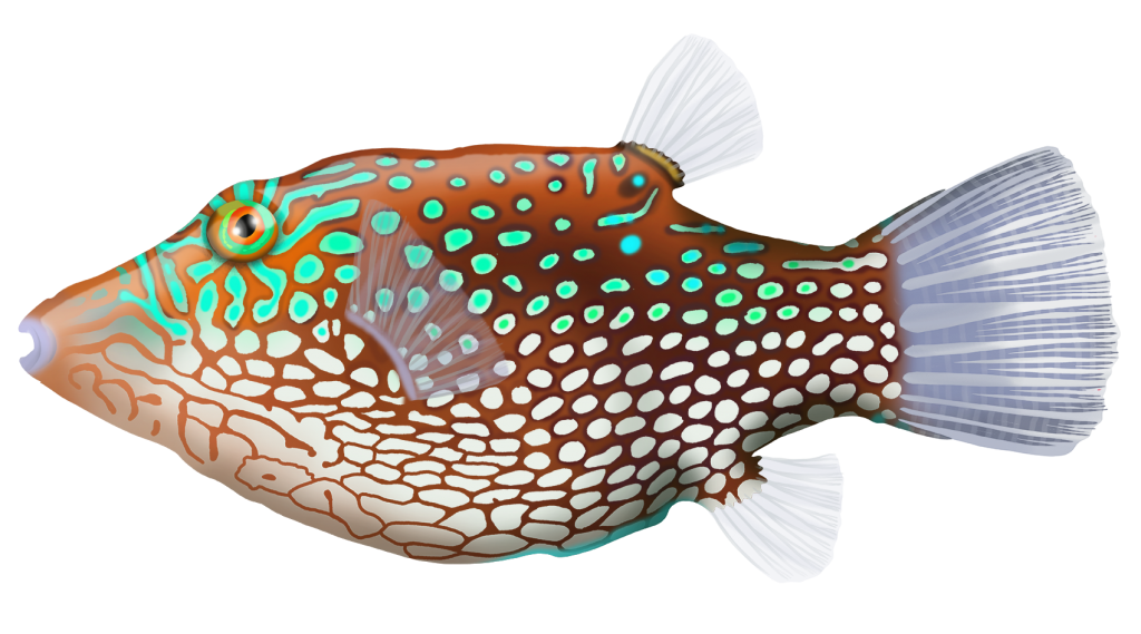 Spotted Toby - Canthigaster Janthinoptera | Marinewise