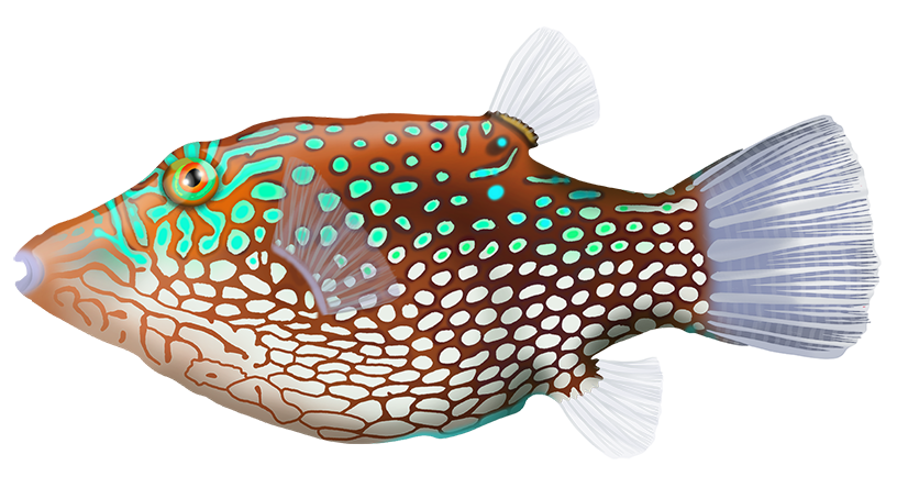 Spotted Toby - Canthigaster Janthinoptera | Marinewise