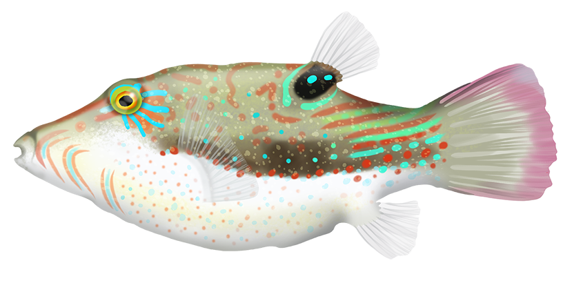Blackspot Toby - Canthigaster Bennetti | Marinewise