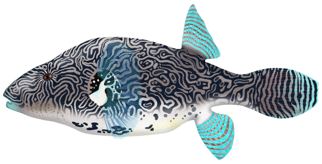 Scribbled Puffer - Arothron Mappa | Marinewise