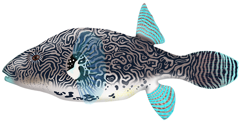 Scribbled Puffer - Arothron Mappa | Marinewise