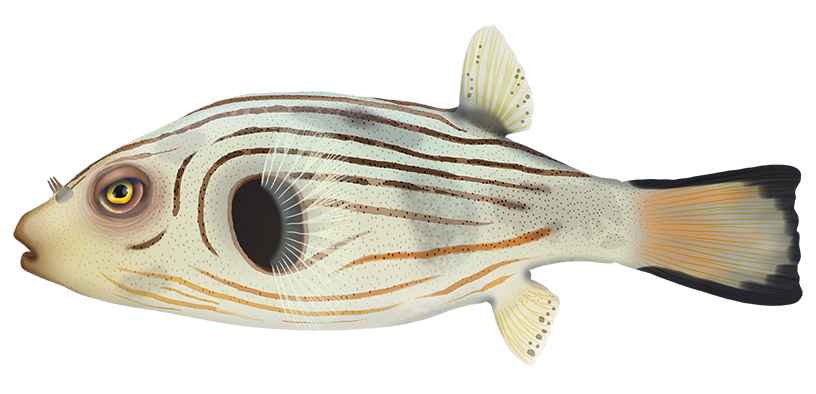 Narrowlined Puffer - Arothron Manilensis | Marinewise