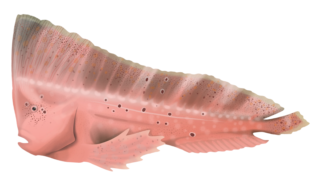 Red Indian Fish - Pataecus Fronto | Marinewise