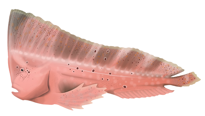Red Indian Fish - Pataecus Fronto | Marinewise