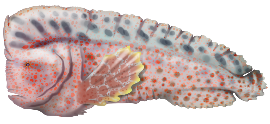 Warty Prowfish - Aetapcus Maculatus | Marinewise