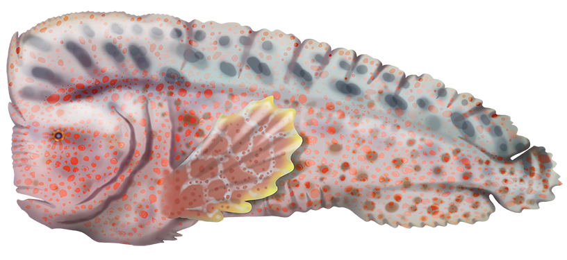 Warty Prowfish - Aetapcus Maculatus | Marinewise