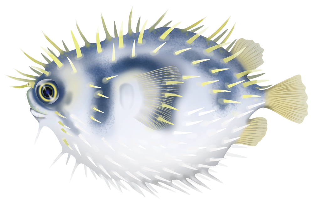 Globefish - Diodon Nicthemerus | Marinewise