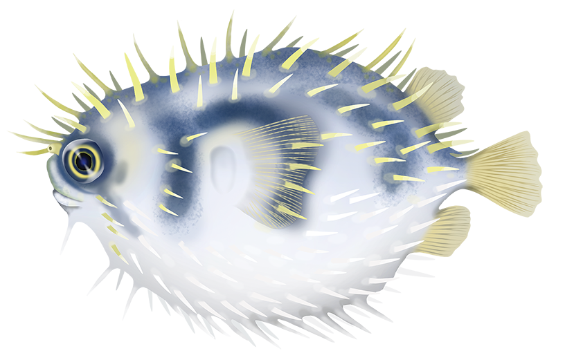 Globefish - Diodon Nicthemerus | Marinewise