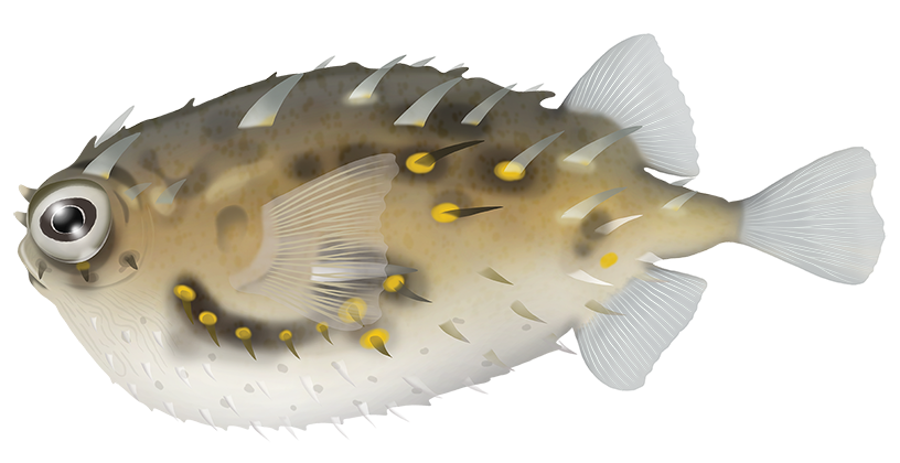 Australian Burrfish - Allomycterus Pilatus | Marinewise